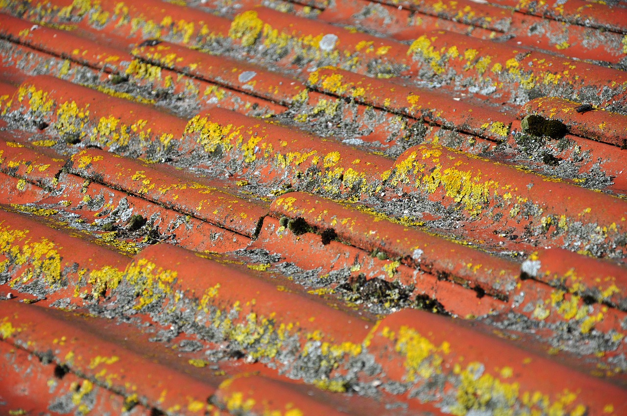 Prevent Algae Growth on Your Roof - Gotcha Covered Contracting